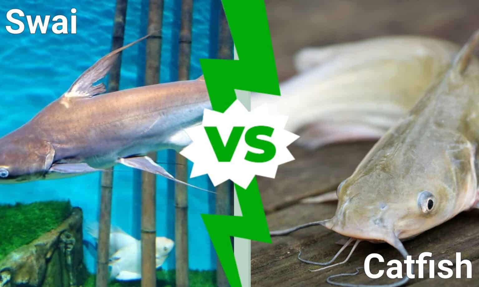 Swai vs Catfish: What Are the Differences? - A-Z Animals