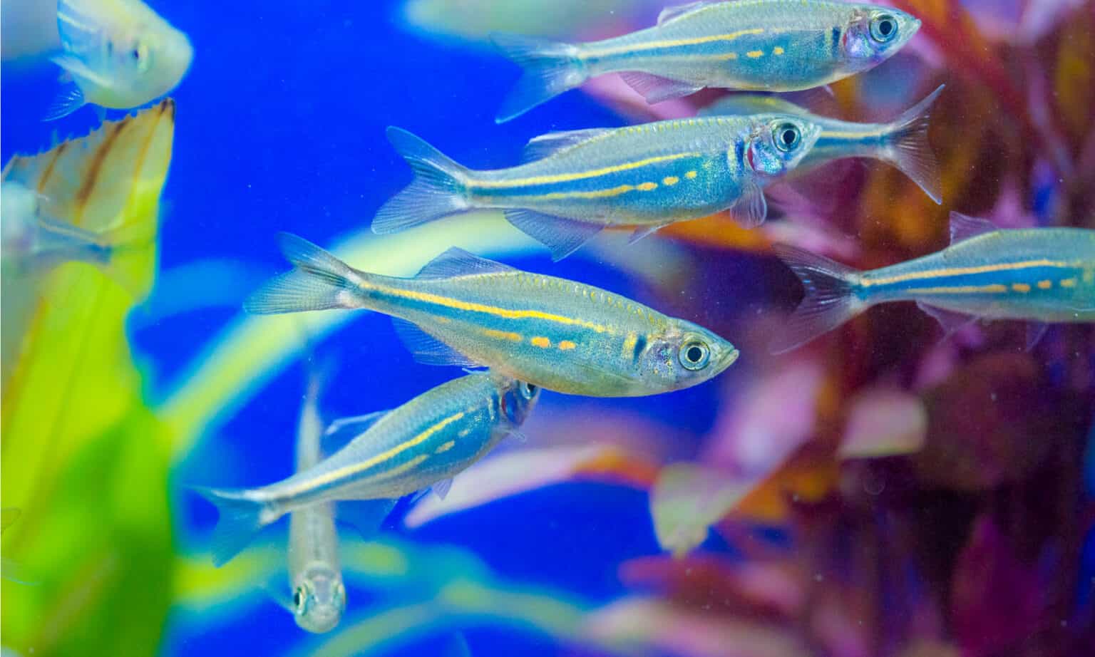 How Many Fish Can Safely Live in a 20-gallon Tank? 6 Things to Know - A ...