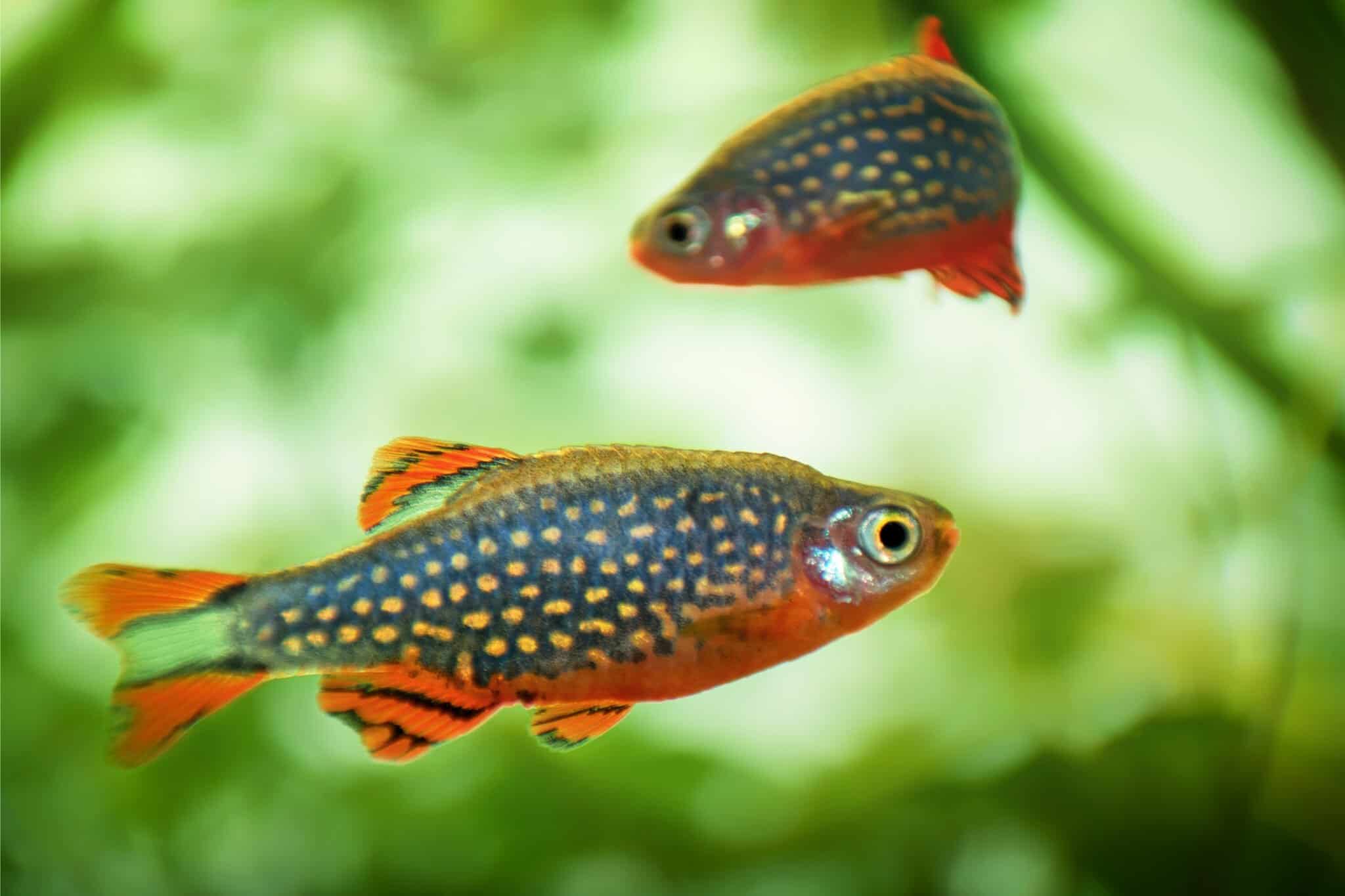 Danios Fish Facts - Danio rerio - A-Z Animals
