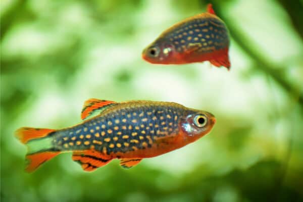 Danios Fish Facts - Danio rerio - A-Z Animals