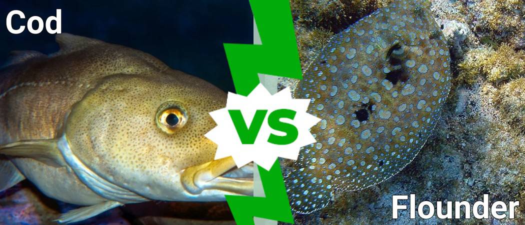 Cod vs Flounder: What Are the Differences? - A-Z Animals