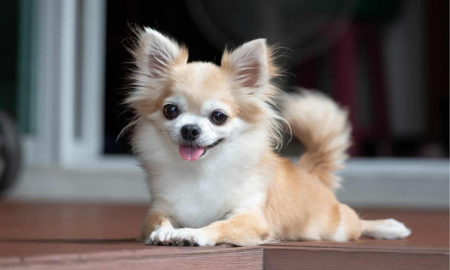 Những chú chó dễ thương nhất thế giới: Chihuahua Vs. Cocker Spaniel ⋆ ...