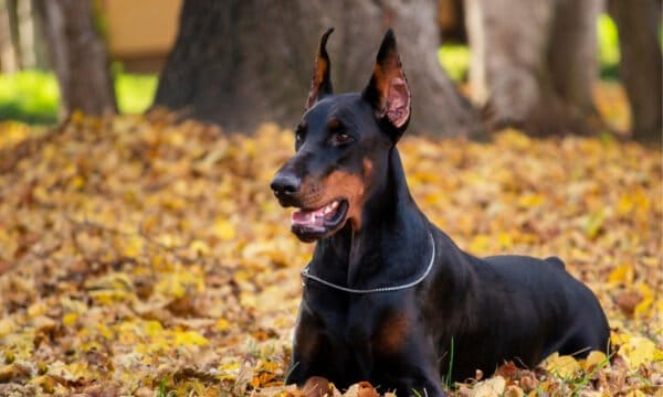 Doberman Pinscher Animal Facts - Canis lupus familiaris - A-Z Animals