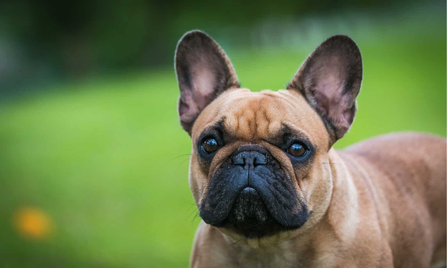 Frenchton vs. French Bulldog: 4 Key Differences Explained - A-Z Animals