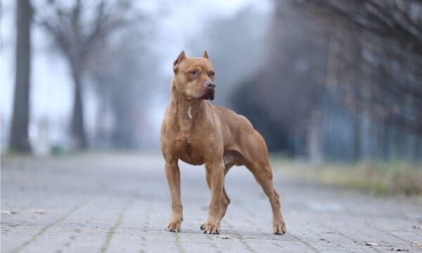 5 of the Oldest Pit Bulls of All Time - A-Z Animals