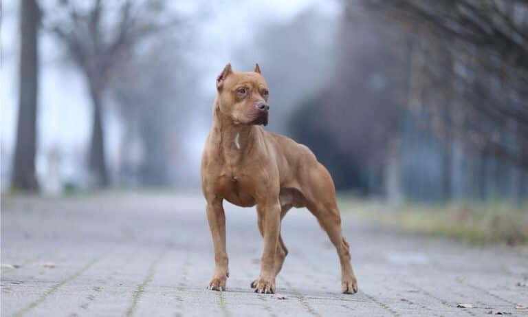 12 Reasons Pit Bulls Are the Best Guard Dogs
