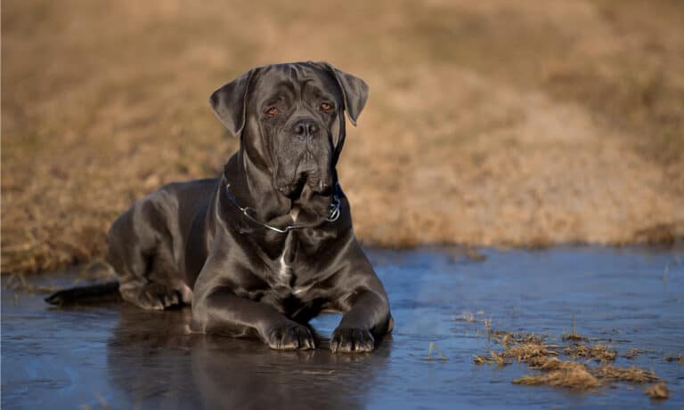 Cane Corso Animal Facts - Canis lupus familiaris - A-Z Animals