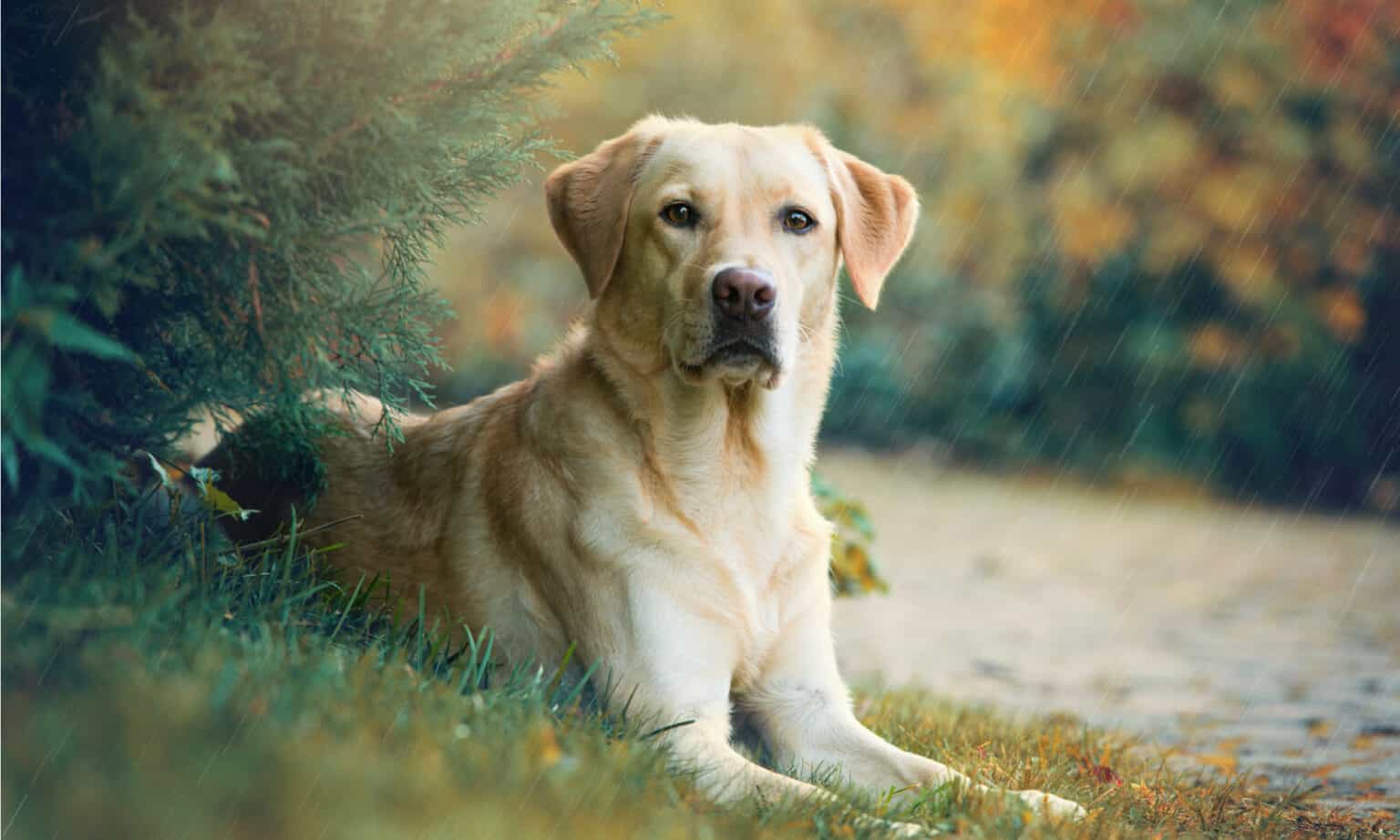 Labrador Retriever Progression: Growth Chart, Milestones, and Training ...