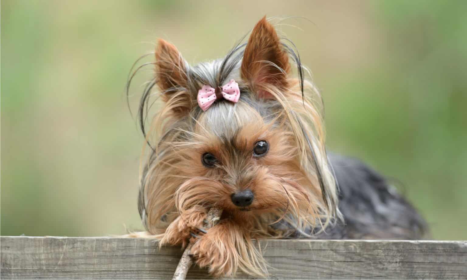 9 Common Health Problems Seen in Yorkies - A-Z Animals