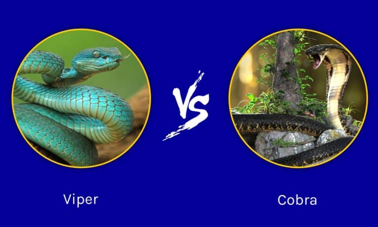 Viper vs Cobra: What’s the Difference? - A-Z Animals