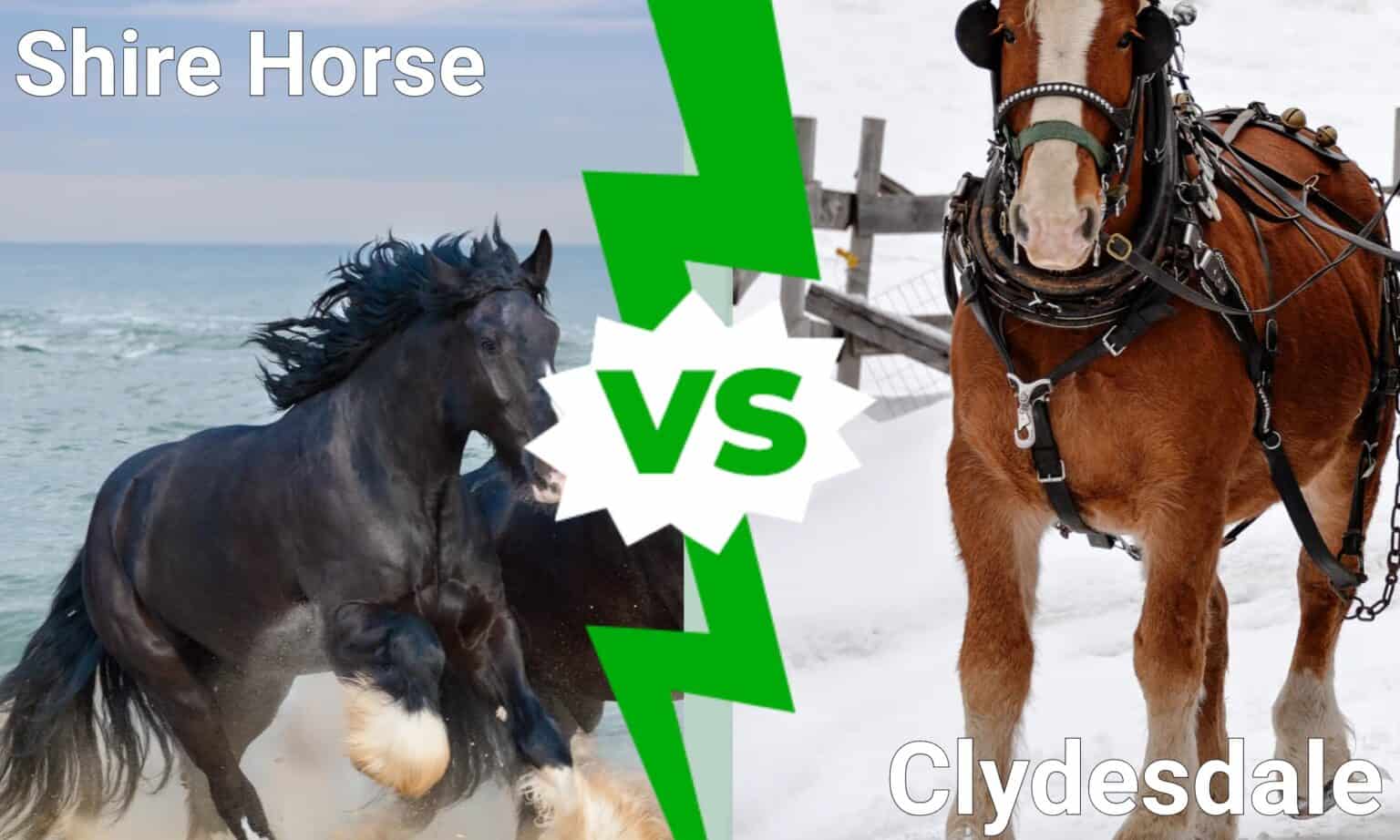 Shire Horse VS The Clydesdale: How Can You Tell Which Is Which? - A-Z ...