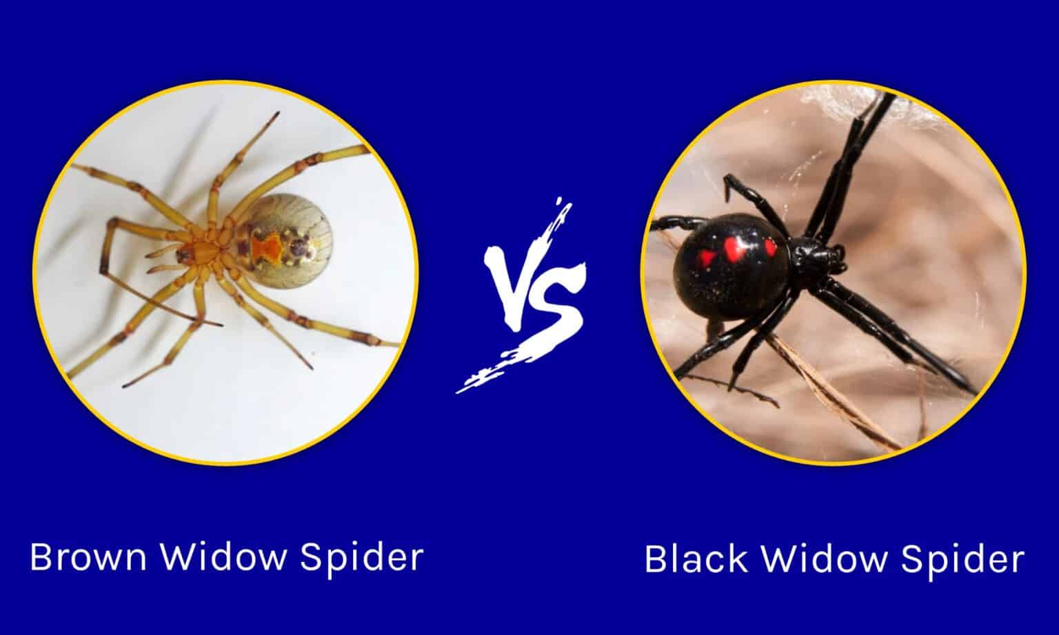 Brown Widow Spider vs Black Widow Spider: 5 Differences - A-Z Animals