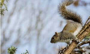 Eastern Gray Squirrel Animal Facts - Sciurus carolinensis - A-Z Animals