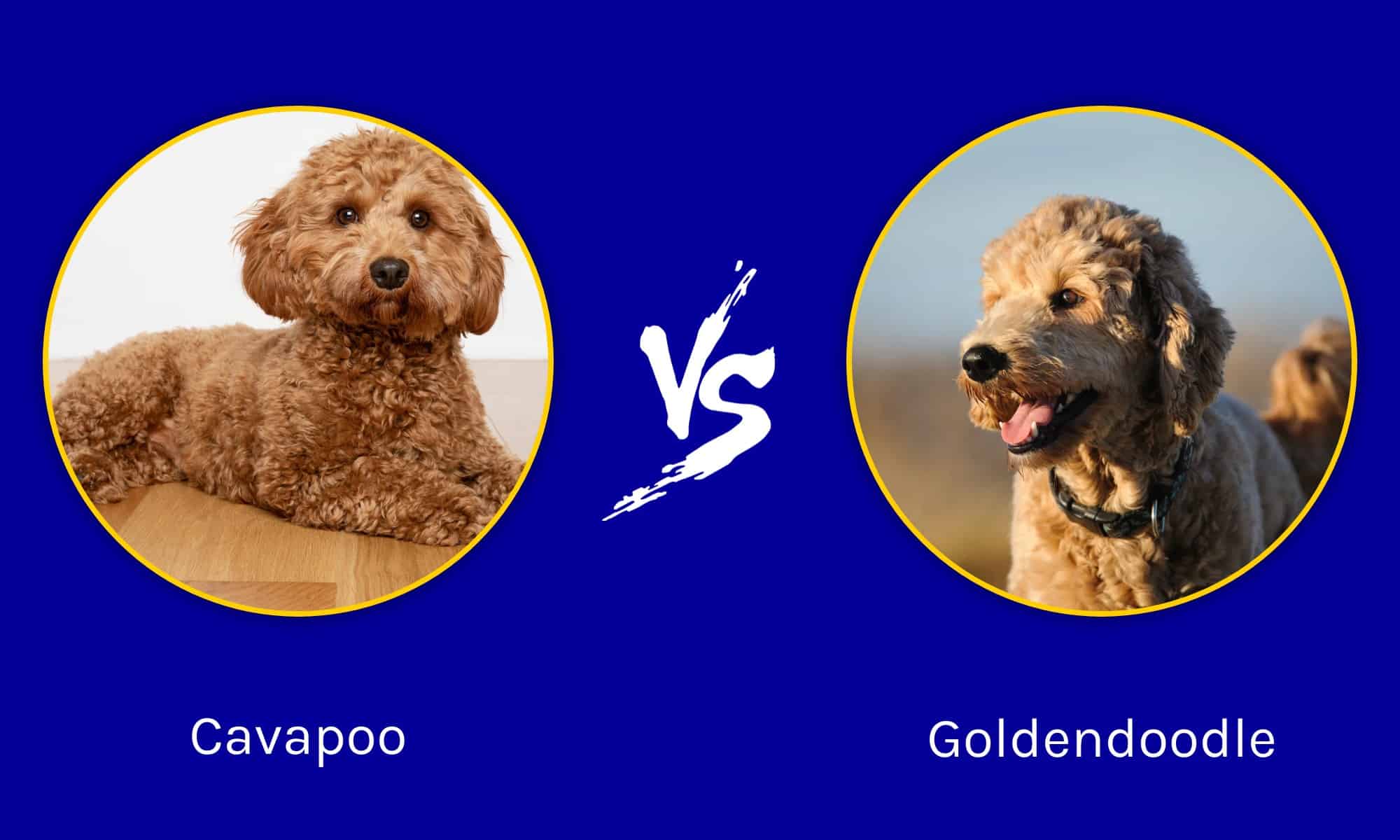 Cavapoo vs Goldendoodle: How Are They Different? - A-Z Animals