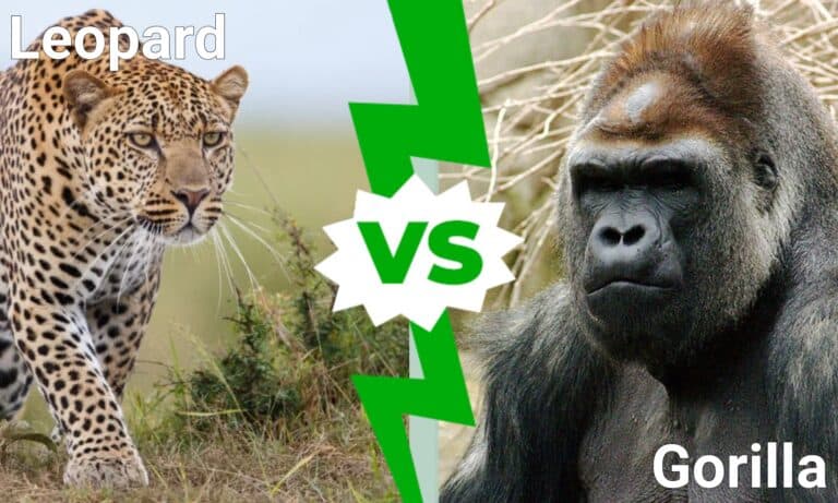 Leopard vs. Gorilla: Who Would Win in a Fight? - A-Z Animals
