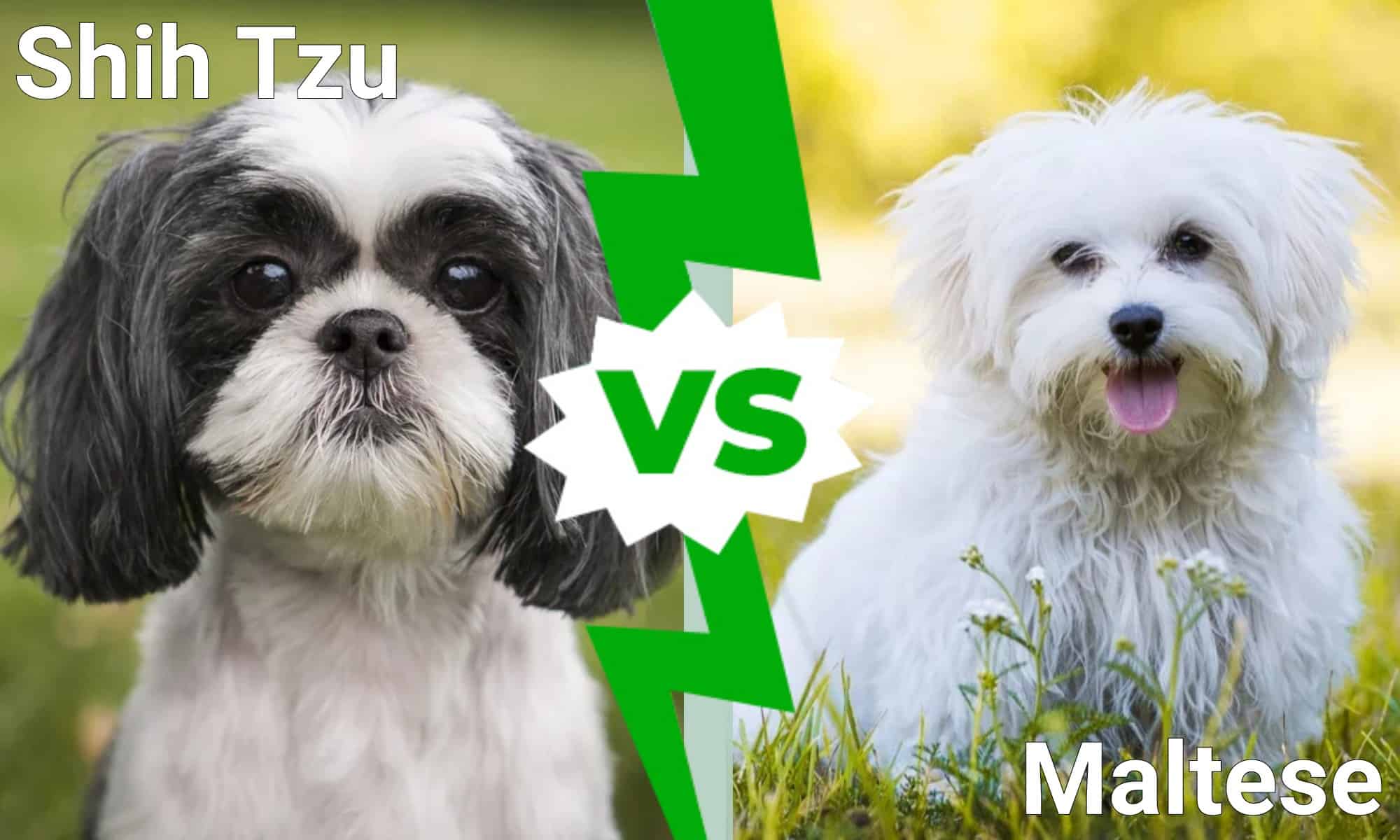 Shih Tzu vs Maltese: Comparing These Loveable Breeds to Help You Choose ...