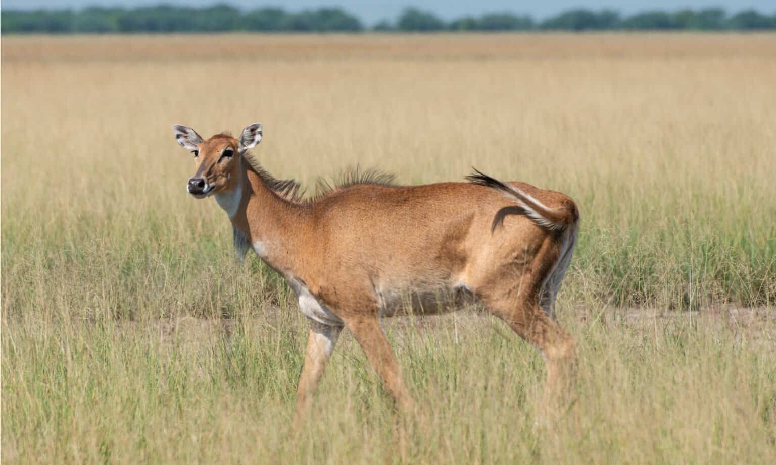 Nilgai Animal Facts - Boselaphus tragocamelus - A-Z Animals
