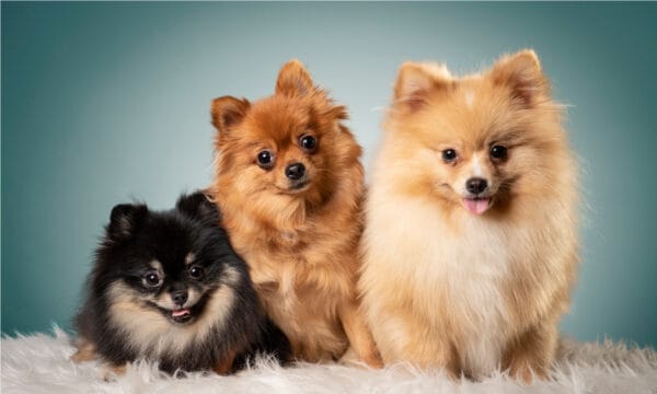 What Makes Chihuahuas and Pomeranians So Cute, and Which Breed Is Cuter ...