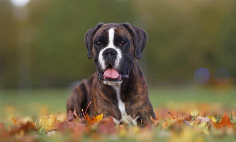 Rottweiler vs Boxer: Key Differences Explained - IMP WORLD