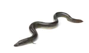 Freshwater Eel Animal Facts - Anguillidae - A-Z Animals