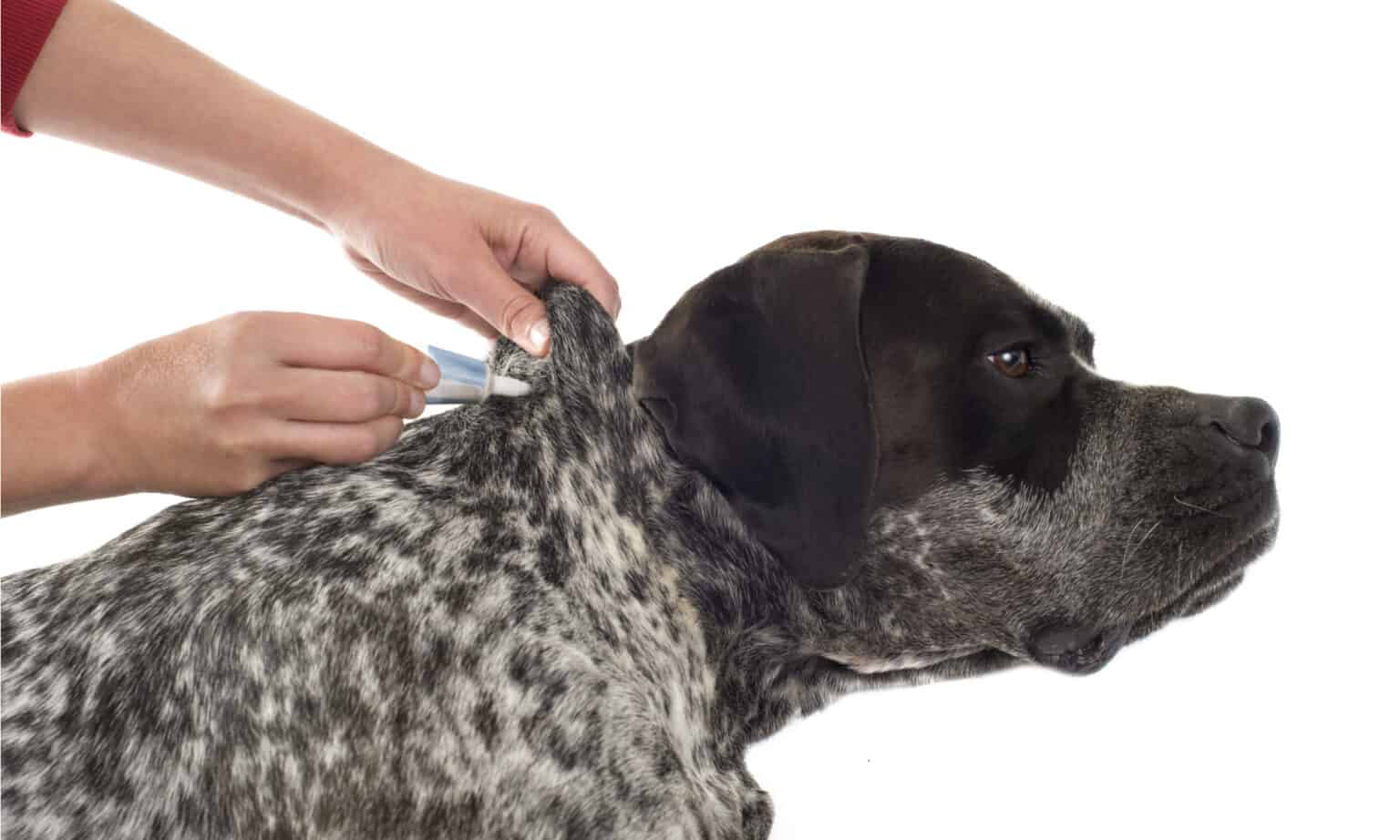 Embedded Ticks On Your Dog: How To Deal - A-Z Animals
