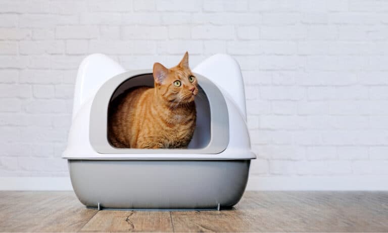 The Dirty Truth About Litter Boxes: What Most Cat Owners Get Wrong - A ...