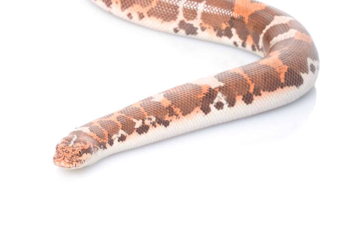 Sand Boa Morphs: Discover 20+ Types - A-Z Animals