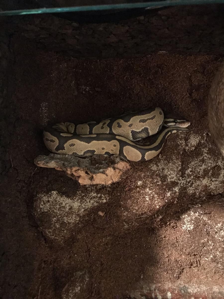 Ball Python Morphs: Discover The 50+ Types - A-Z Animals