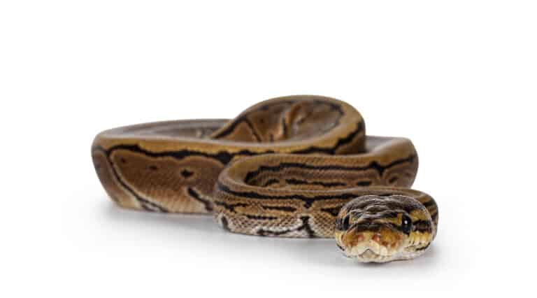 Ball Python Morphs: Discover The 50+ Types - A-Z Animals
