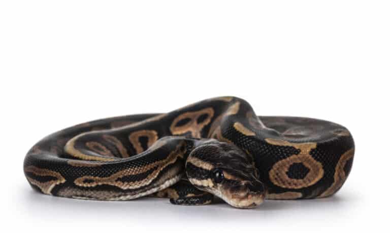 Ball Python Morphs: Discover The 50+ Types - A-Z Animals