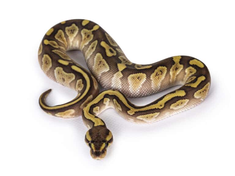 Ball Python Morphs: Discover The 50+ Types - A-Z Animals