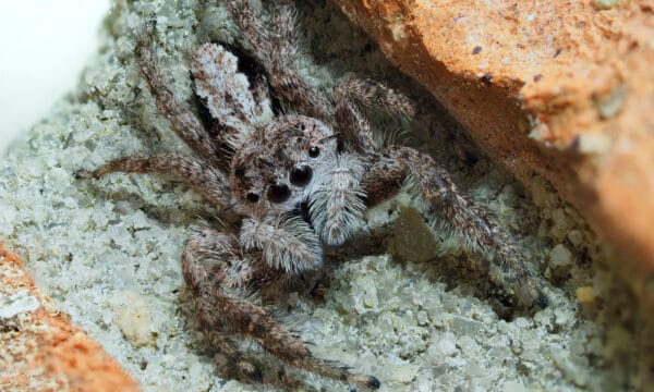 17 Spiders Crawling Around Chicago - A-Z Animals