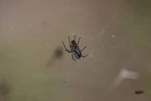 10 Spiders in Delaware - A-Z Animals