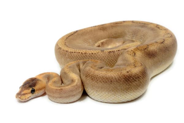Fascinating and Unnerving Facts About Pythons - A-Z Animals Slideshows
