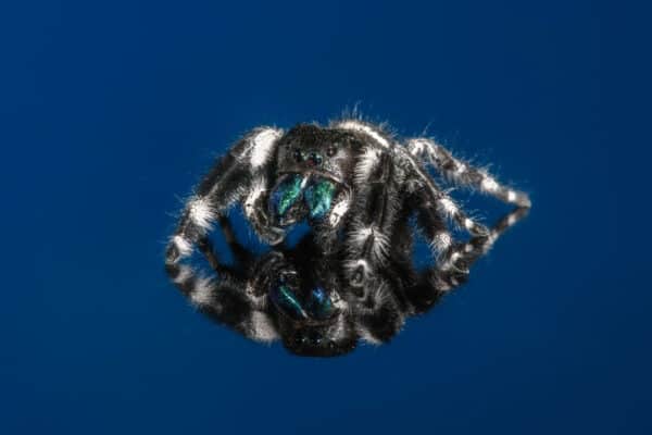 15 of the Most Colorful Spiders in the World - A-Z Animals