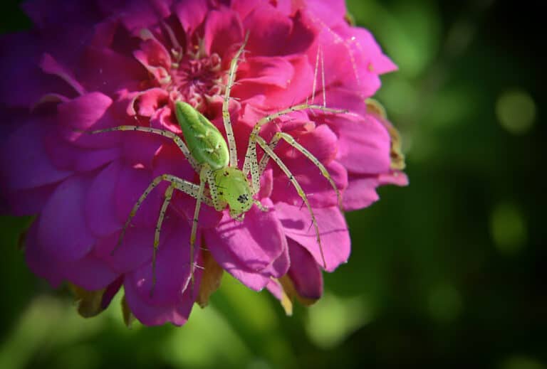 The Spider That Looks Like a Watermelon - A-Z Animals