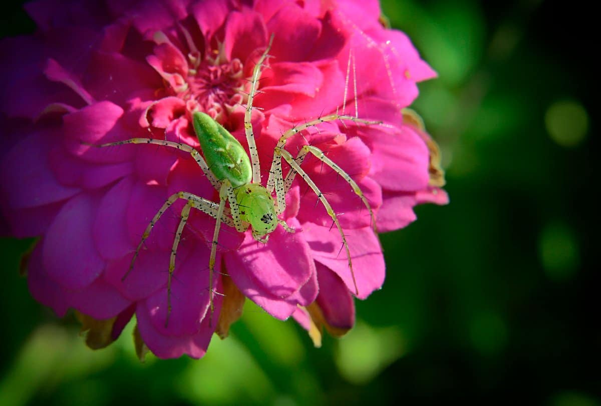 10 Spiders in Alabama - A-Z Animals