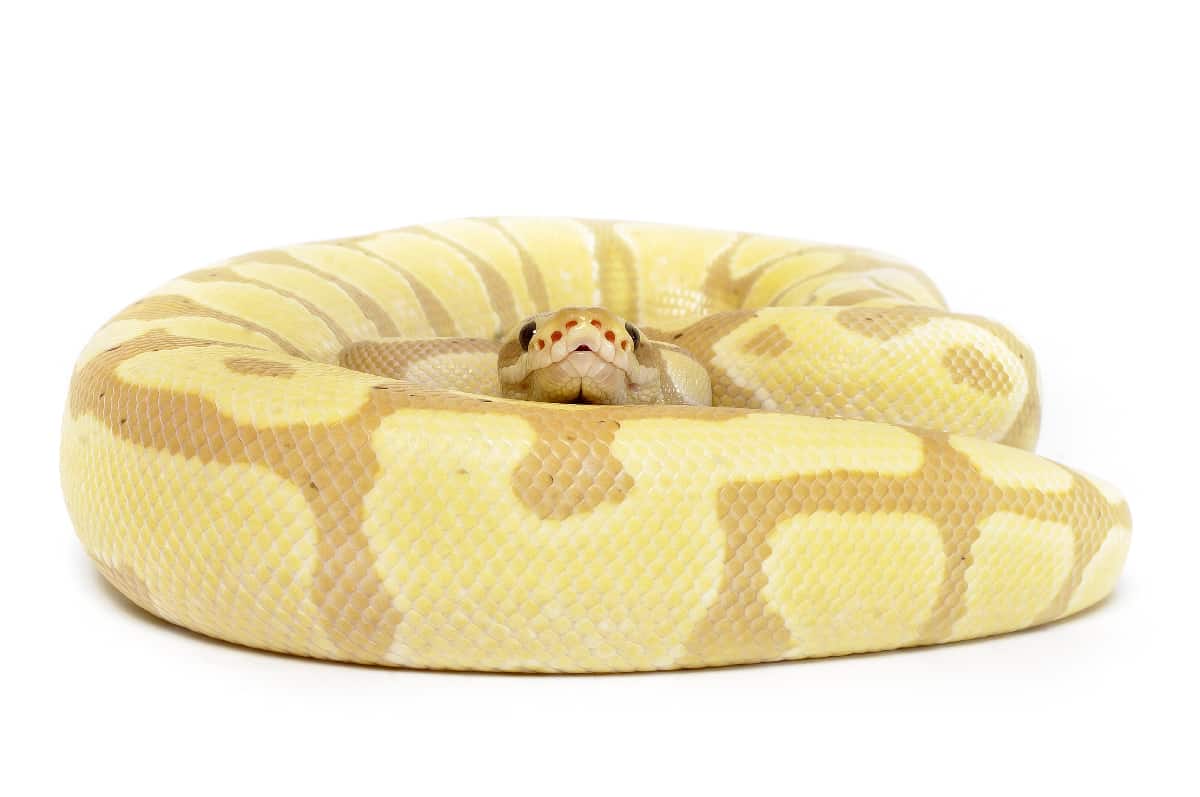Ball Python Morphs: Discover The 50+ Types - A-Z Animals