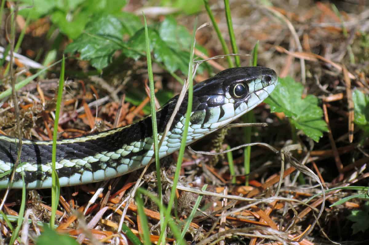 Garter Snake Morphs: Discover 11 Types - A-Z Animals