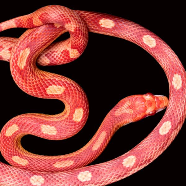 Discover 20 Incredible Red Snakes (7 Are Venomous!) - A-Z Animals