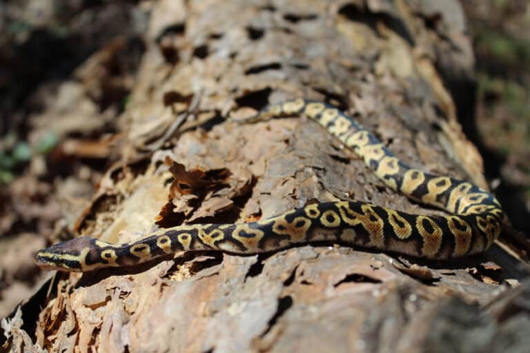 Ball Python Morphs: Discover The 50+ Types - A-Z Animals