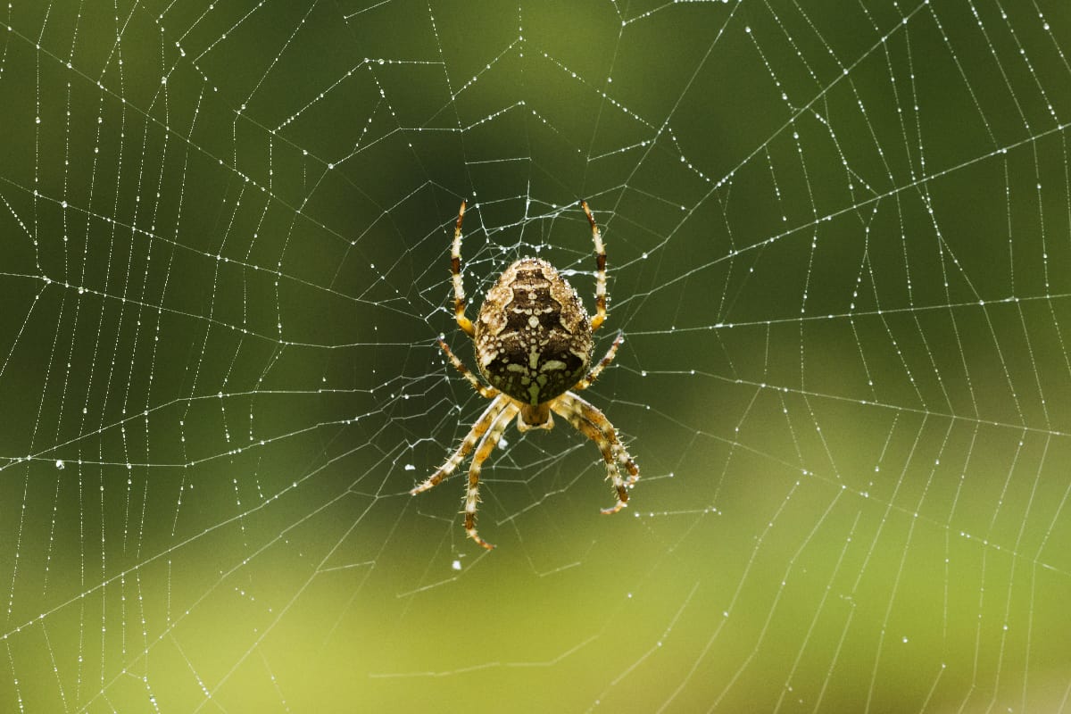 The Largest Spider Web Ever Found - A-Z Animals