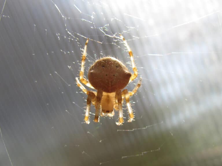 Cat-Faced Spider Animal Facts - Araneus gemmoides - A-Z Animals
