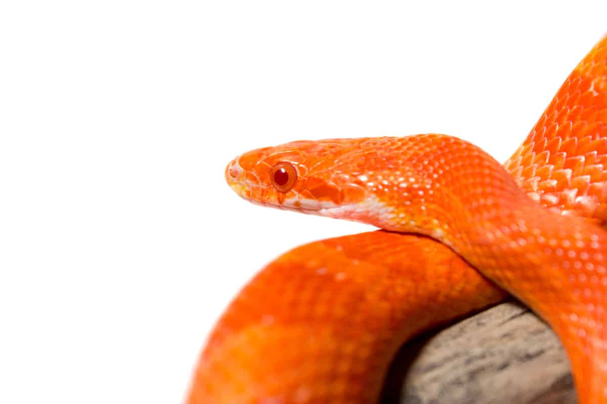 Corn Snake Morphs: The Complete List - A-Z Animals