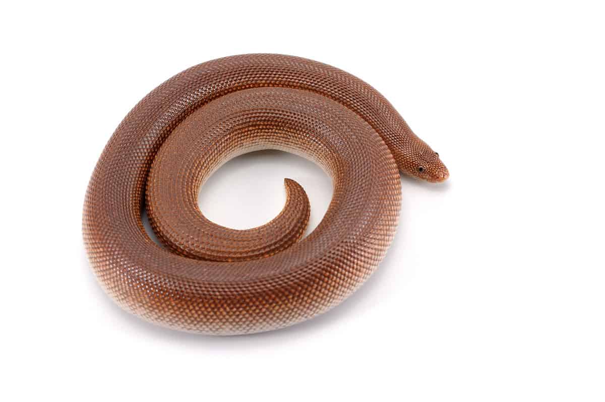 10 Snakes That Burrow Underground - A-Z Animals