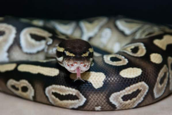 Are Ball Pythons Dangerous? - A-Z Animals