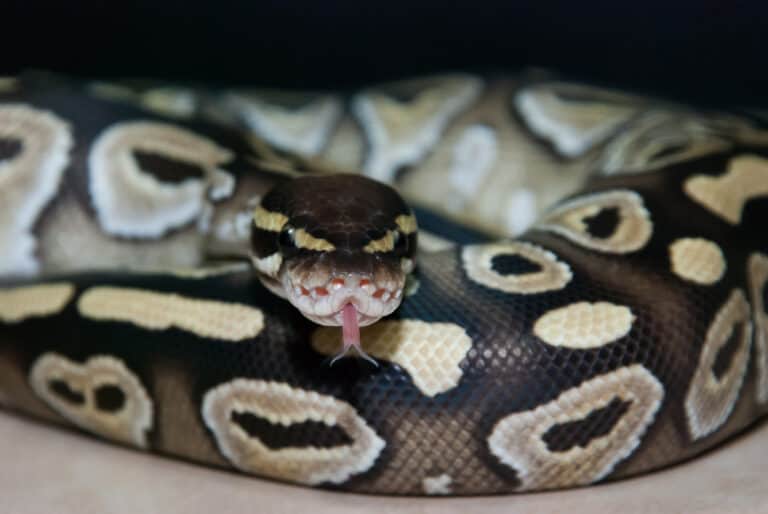 Are Ball Pythons Nocturnal Or Diurnal? Their Sleep Behavior Explained ...