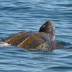 Discover the Planet's Oldest Living Sea Turtles - A-Z Animals Slideshows