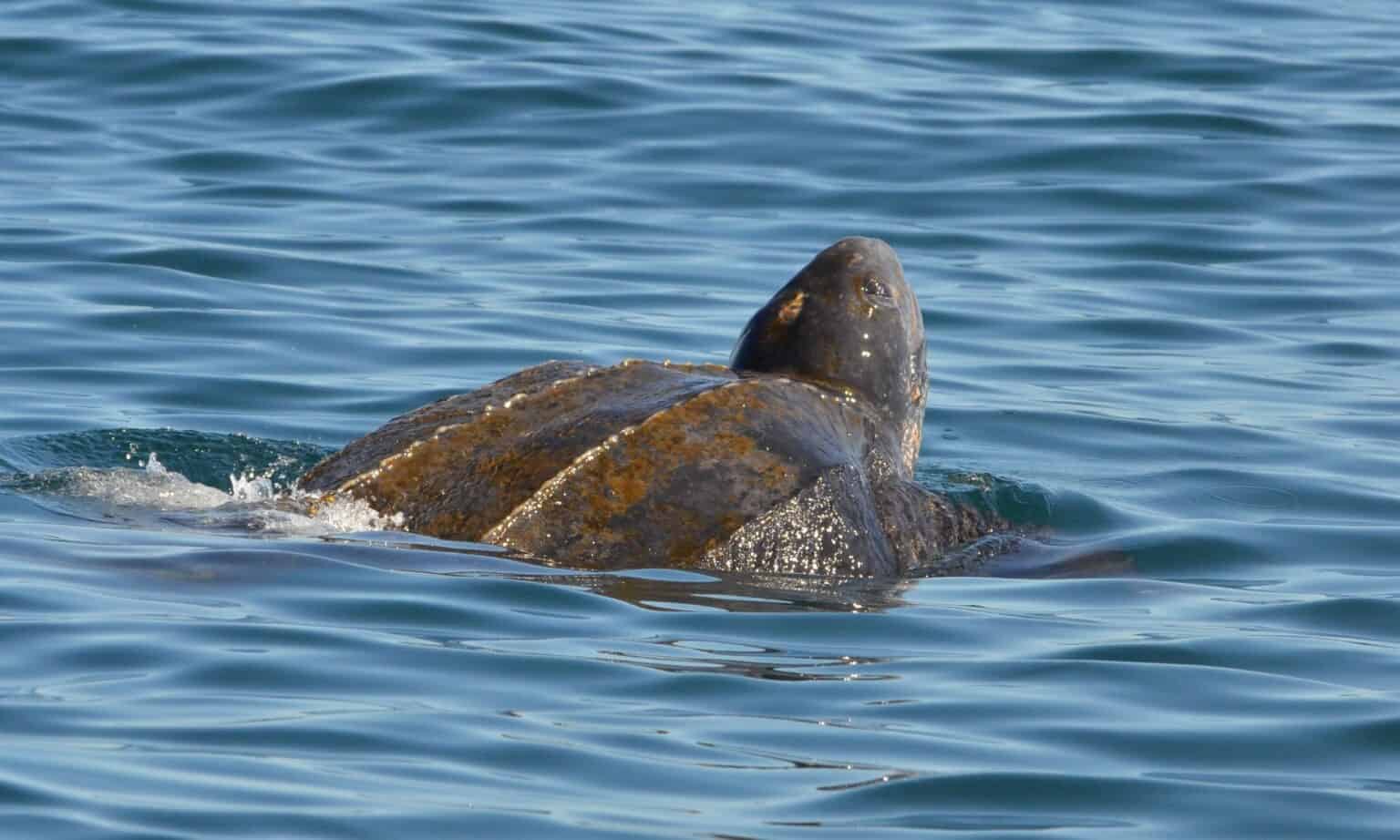 Leatherback Sea Turtle Animal Facts - Dermochelys coriacea - A-Z Animals