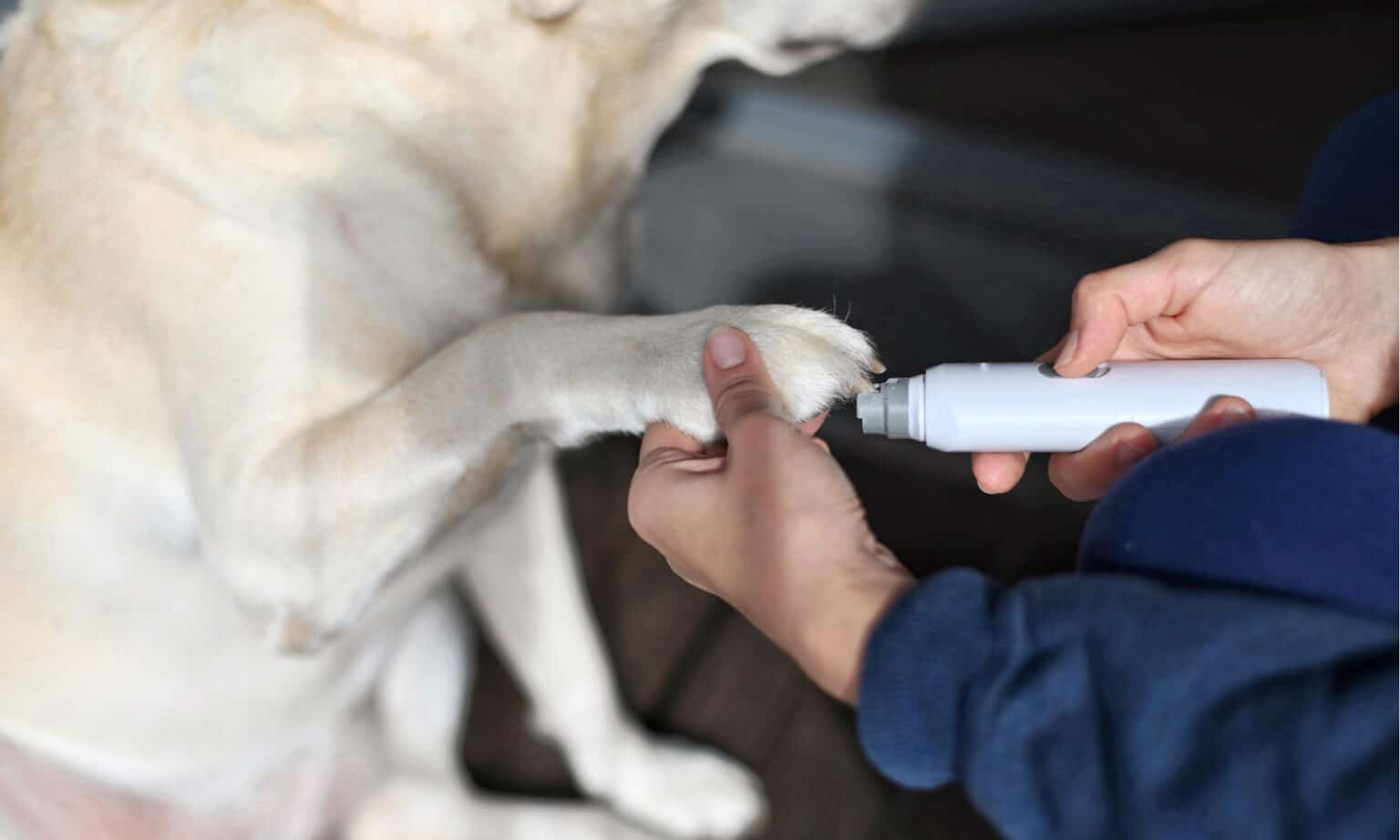 Great Pyrenees Grooming Guide - A-Z Animals